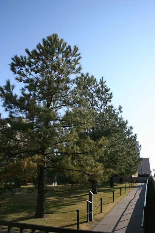 Pinus / Pine — Handy Andy's Nursery