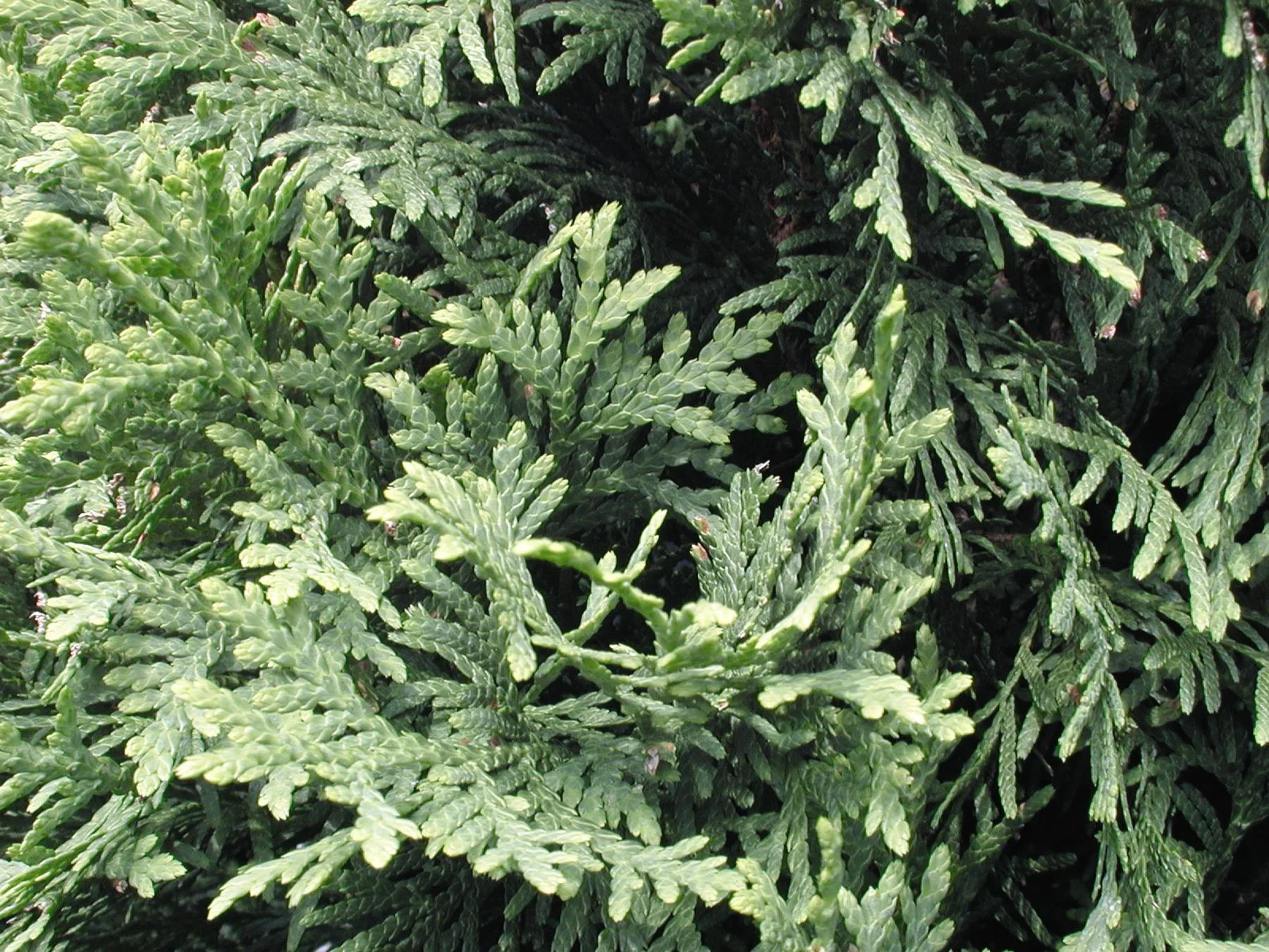 Thuja / Arborvitae — Handy Andy's Nursery