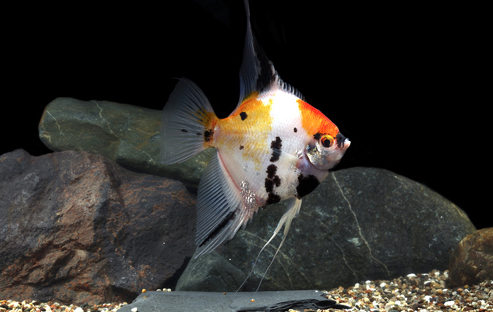Angelfish — Handy Andy's Nursery