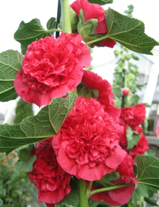 Alcea / Hollyhock — Handy Andy's Nursery