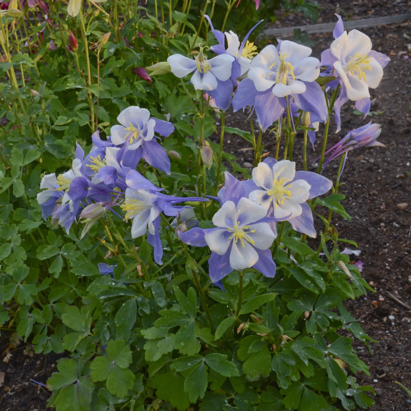 Aquilegia (Columbine) — Handy Andy's Nursery