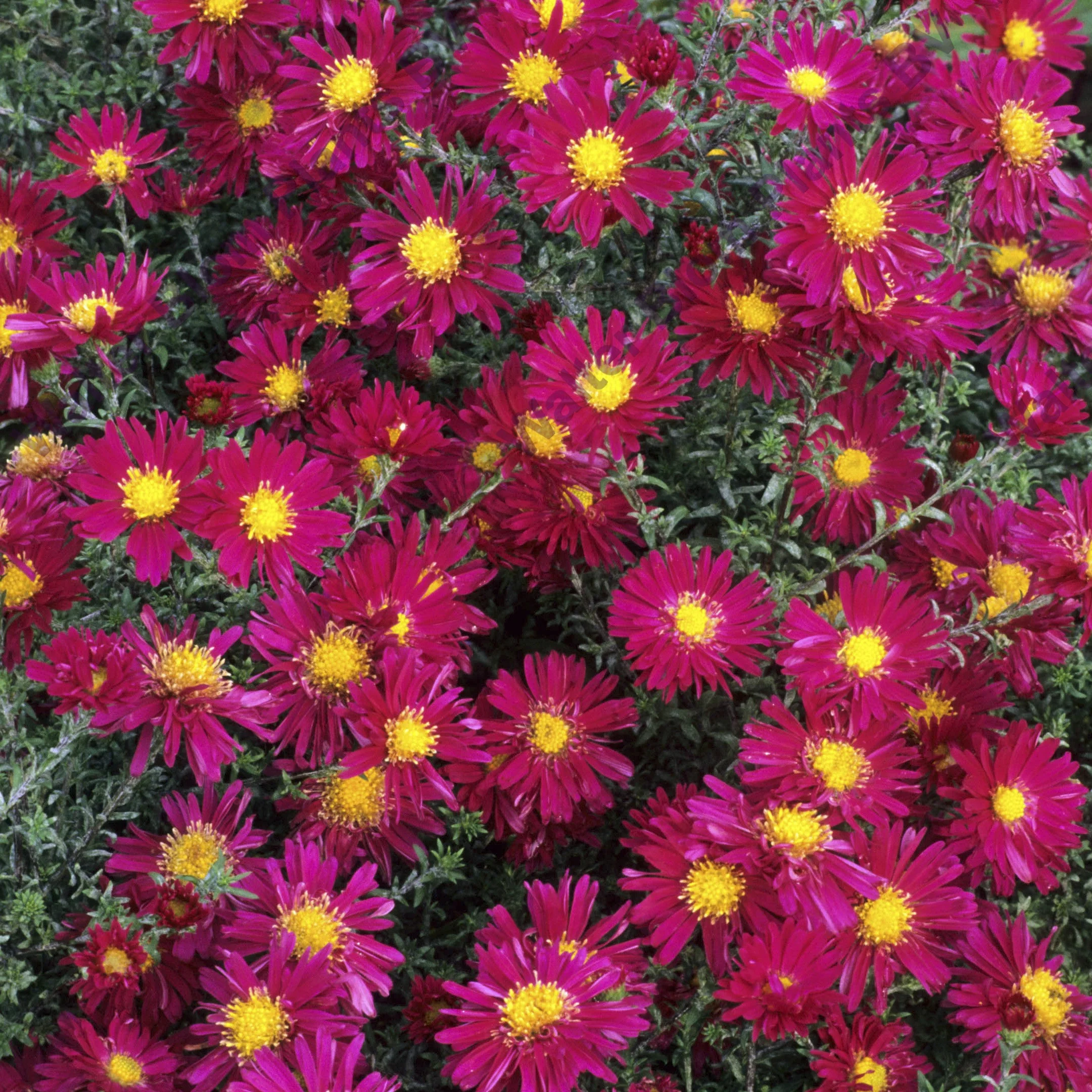 Aster nov. — Handy Andy's Nursery