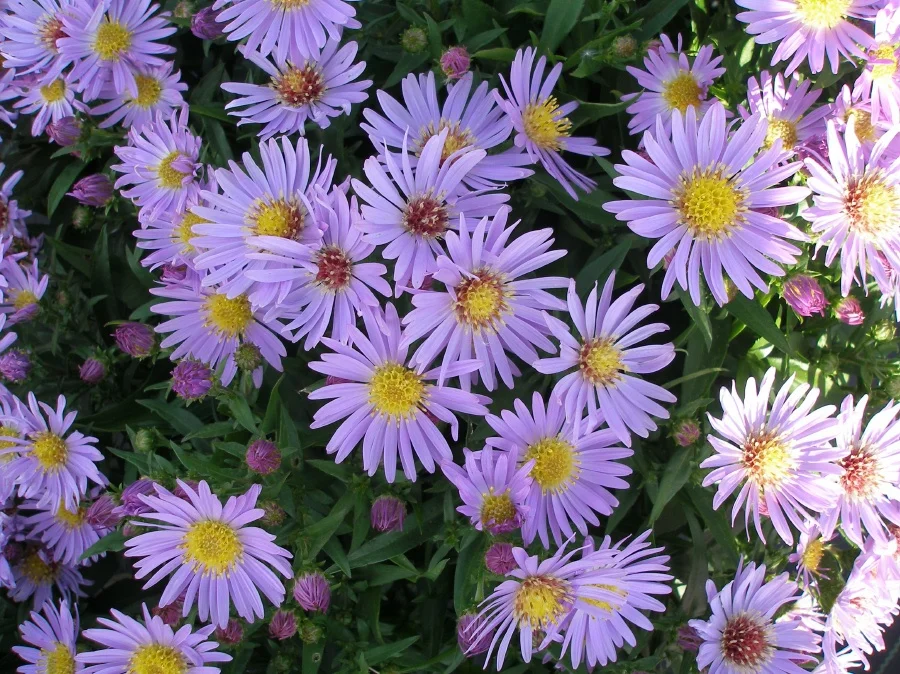 Aster dum (Woods Aster) — Handy Andy's Nursery