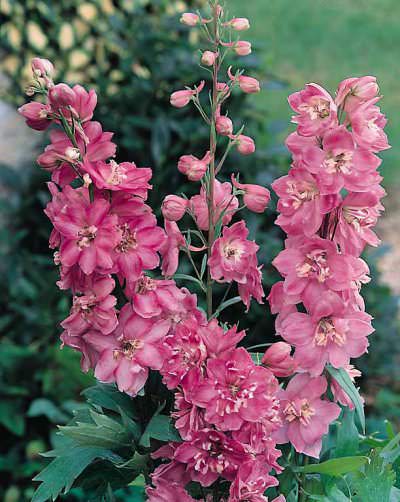 Delphinium elatum (Upright Tall) — Handy Andy's Nursery