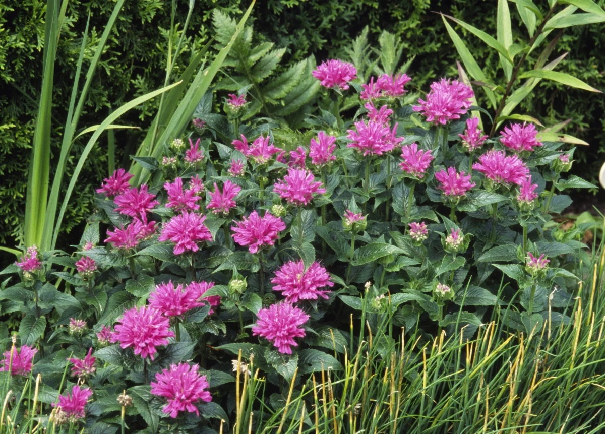 Monarda (Bee Balm) — Handy Andy's Nursery
