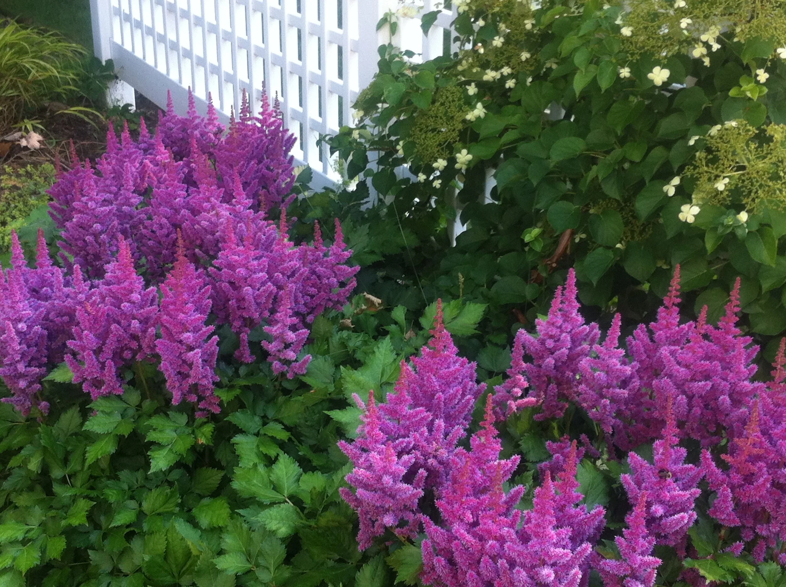 Astilbe — Handy Andy's Nursery