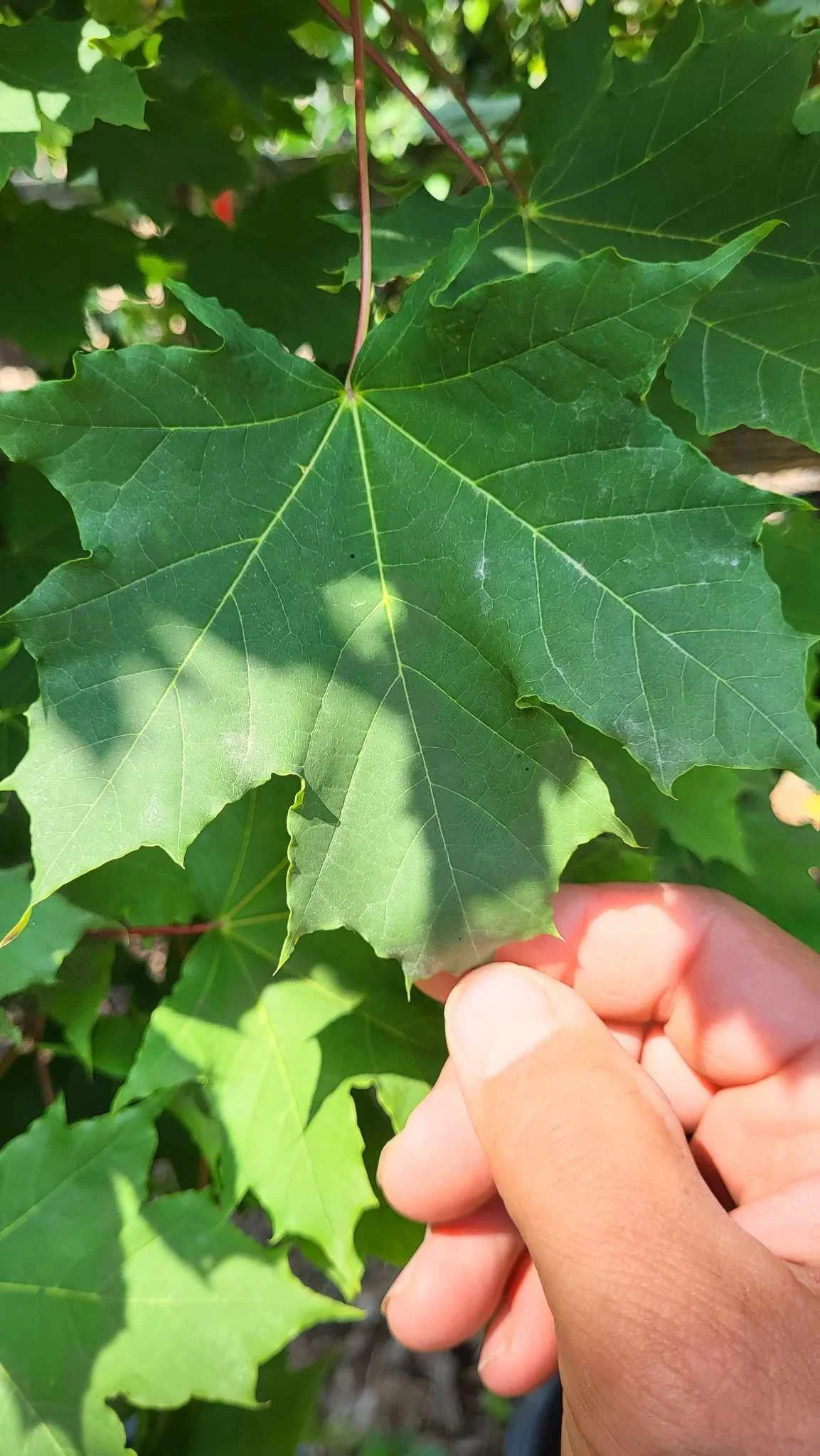 Five Favorite Shade Trees For The Dakotas & Montana — Handy Andy's Nursery