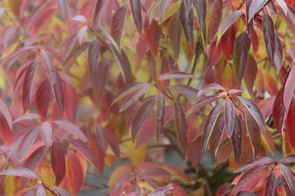 Shrubs For Shade: Red Rover, Red Rover, send Dogwood right over ...