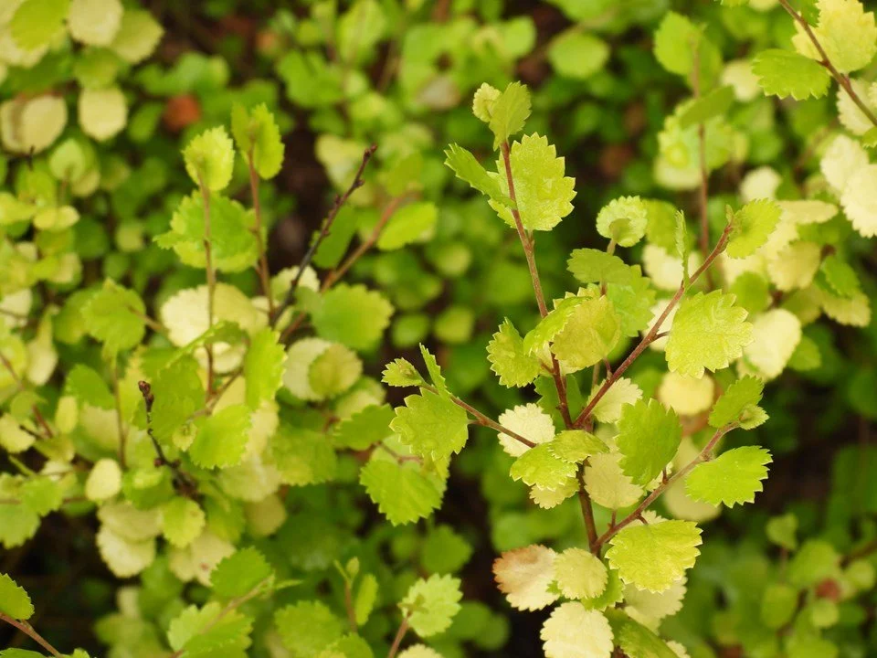 Shrubs for Shade: Cesky Gold, the NEW ‘Gold Standard’! — Handy Andy's ...