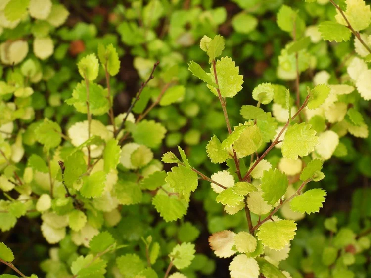 Shrubs for Shade: Cesky Gold, the NEW ‘Gold Standard’! — Handy Andy's ...