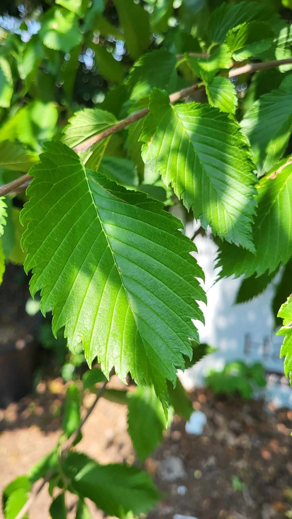 Five Favorite Shade Trees For The Dakotas & Montana — Handy Andy's Nursery
