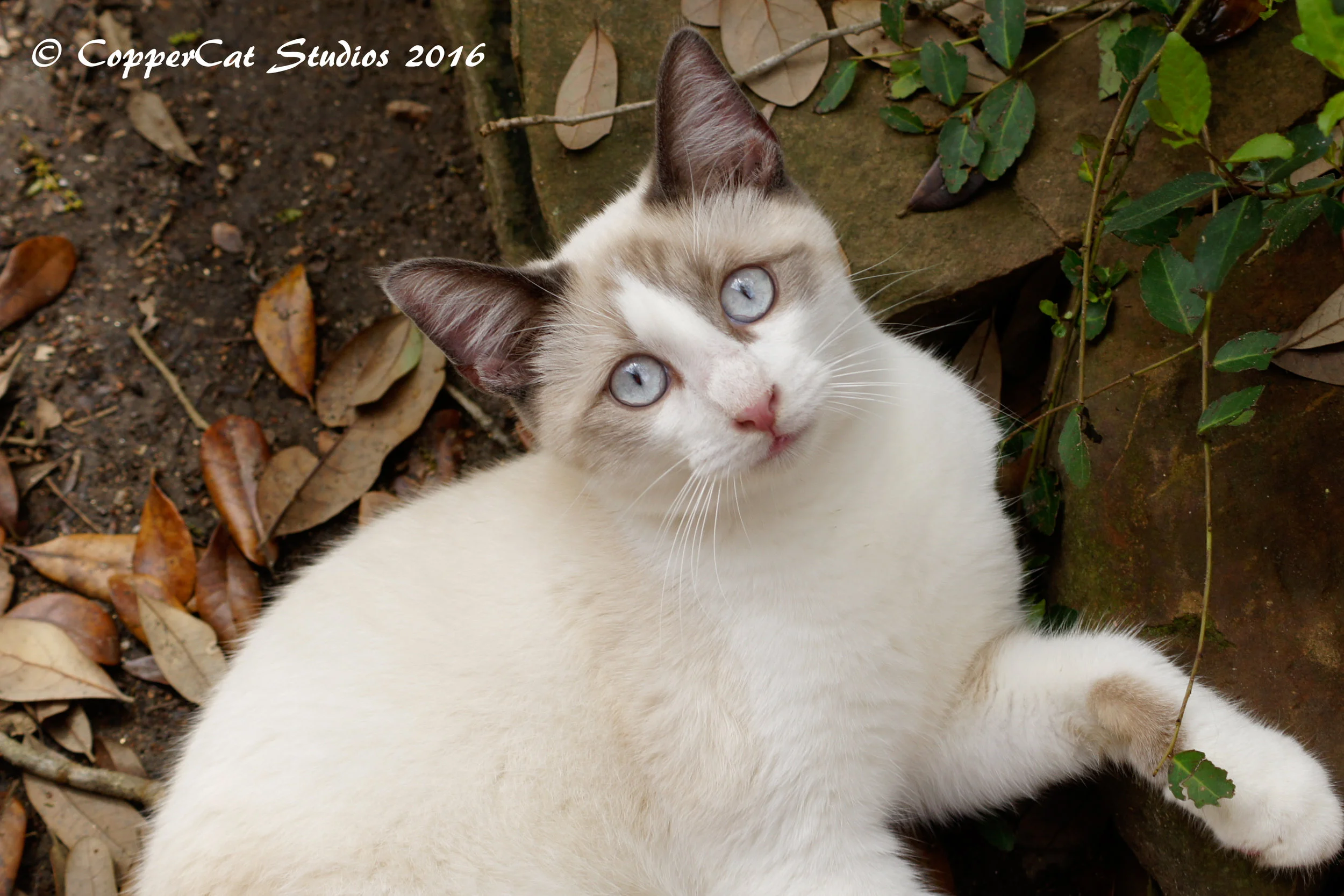 Dasher | Copper's Cat Commune