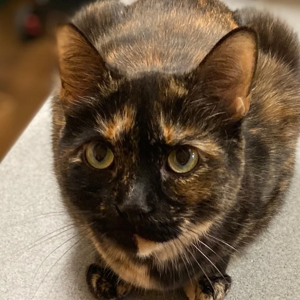 Copper's Cat Commune - Lifetime Care for Special Needs Felines