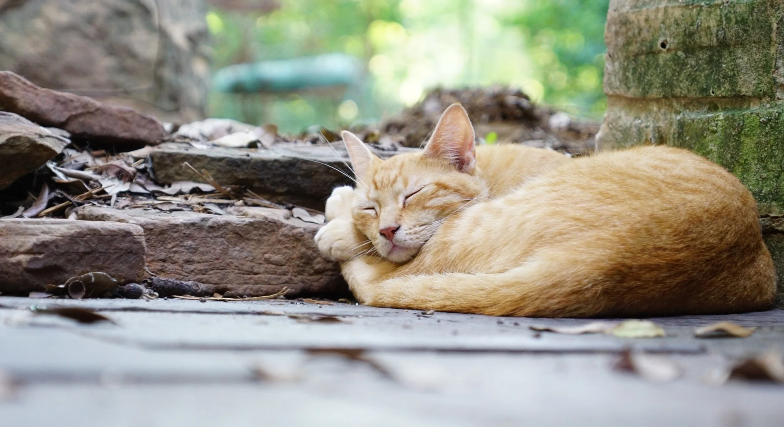 Some of the boy cats | Copper's Cat Commune