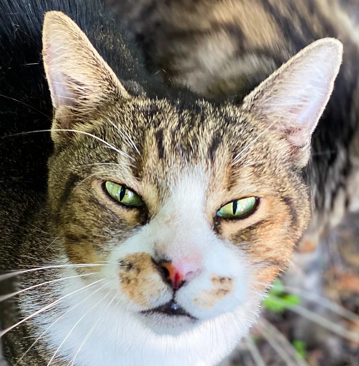 Copper's Cat Commune - Lifetime Care for Special Needs Felines