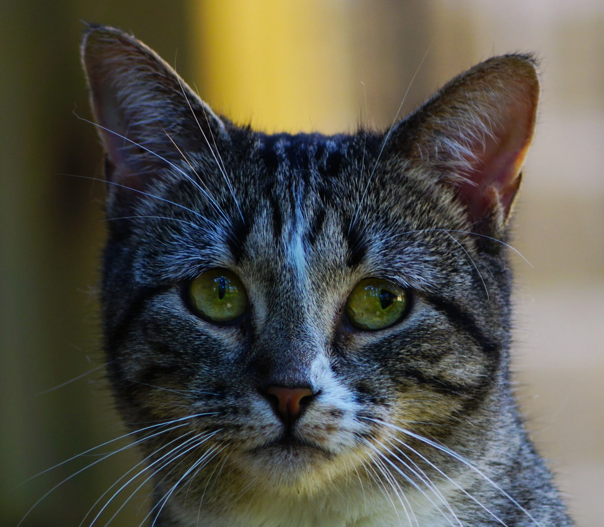 Copper's Cat Commune - Lifetime Care for Special Needs Felines