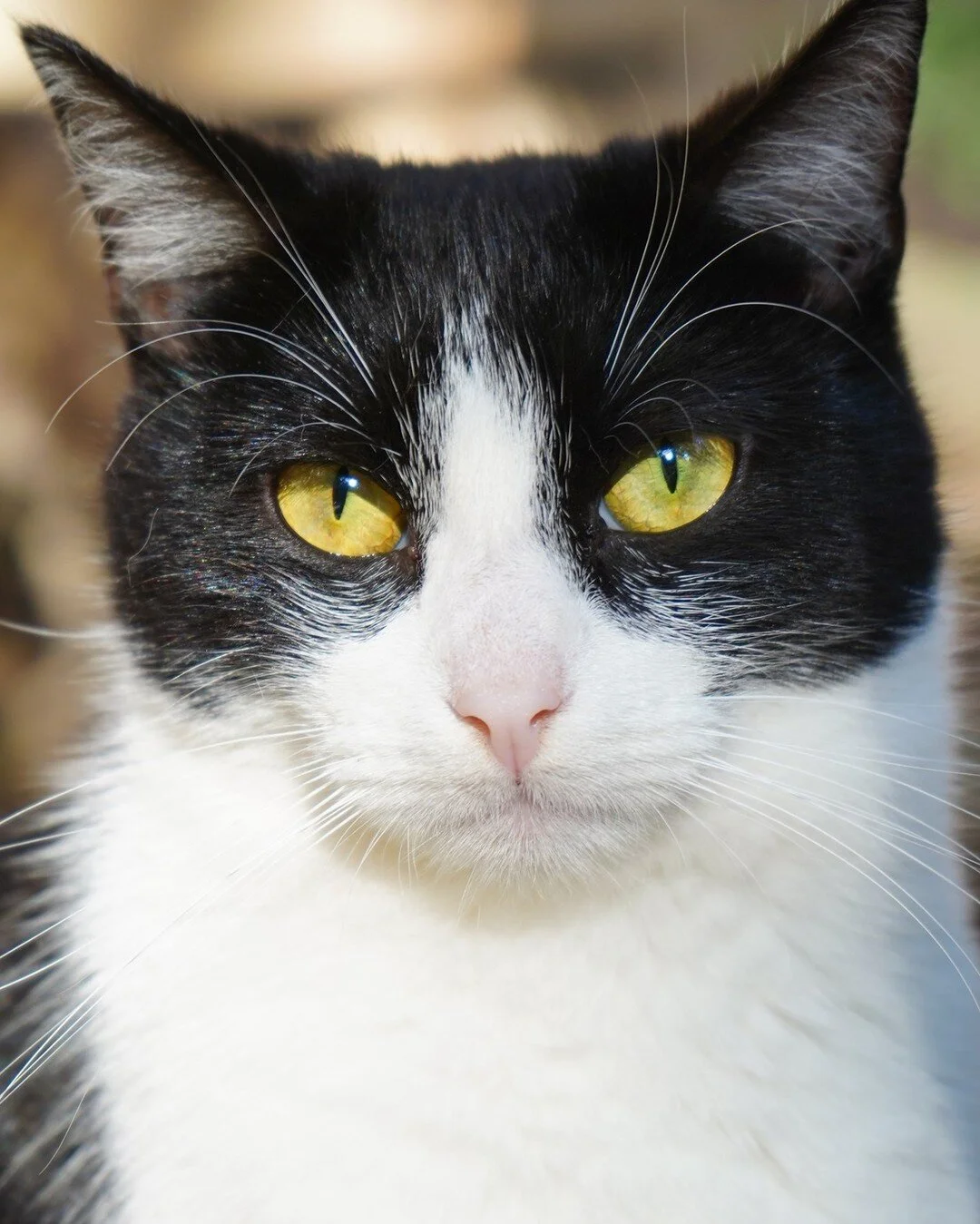 Copper's Cat Commune - Lifetime Care for Special Needs Felines