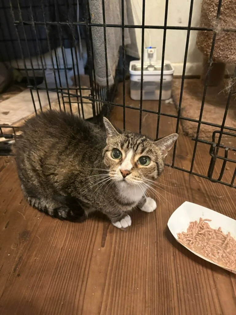 Copper's Cat Commune - Lifetime Care for Special Needs Felines