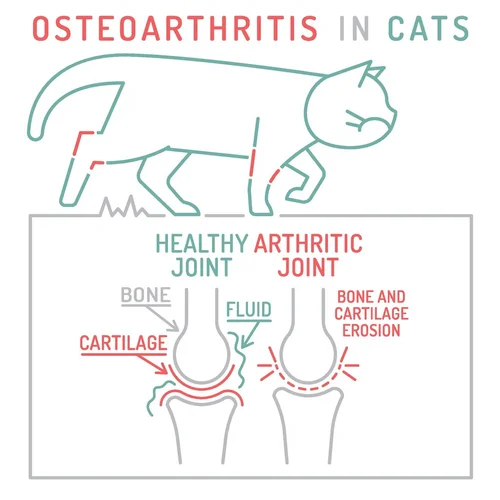 Arthritis in Cats | Copper's Cat Commune