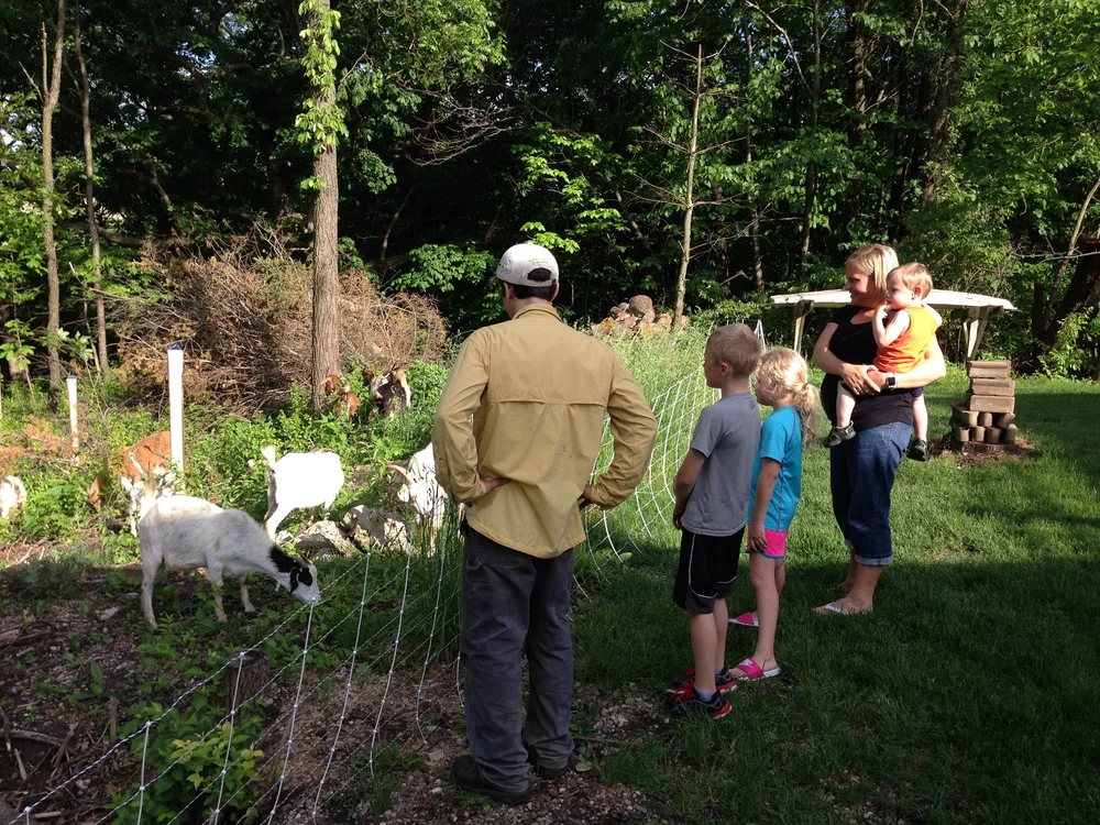 How does goat grazing for weed and brush control work?
