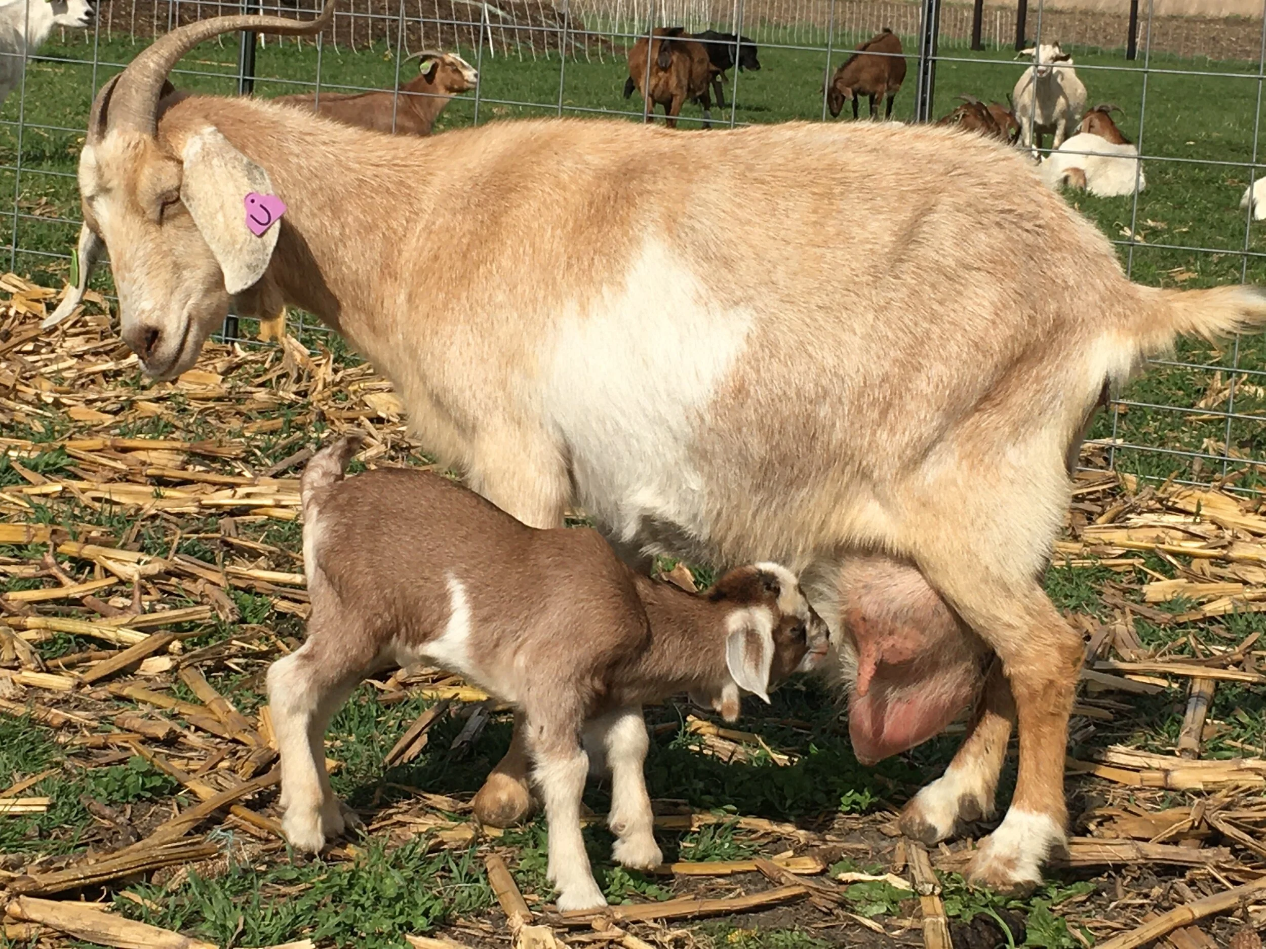 Bad Goat Udder Deals | www.biblegems.com