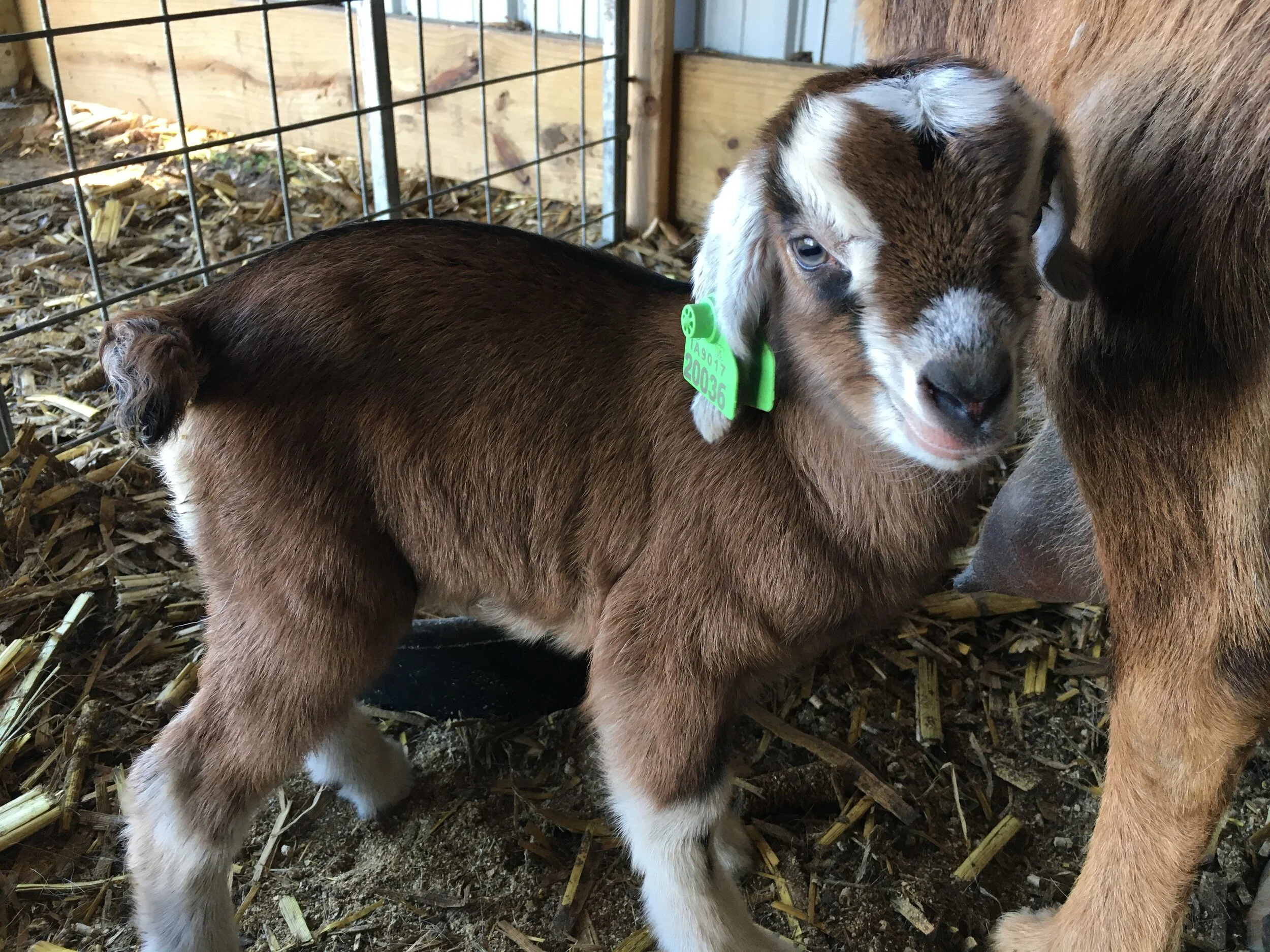 Lamancha Goat Kids