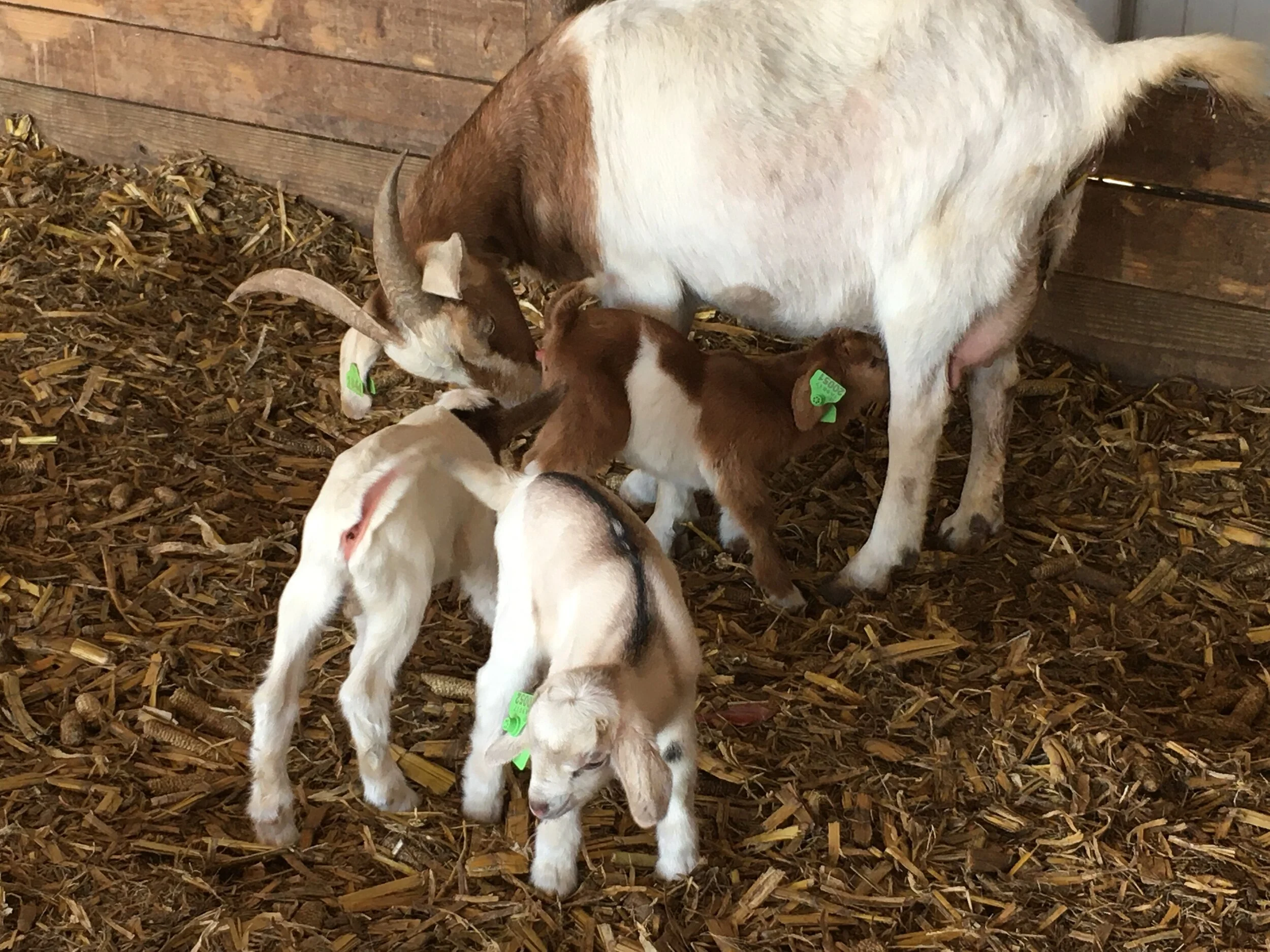 Mother Boer Goat