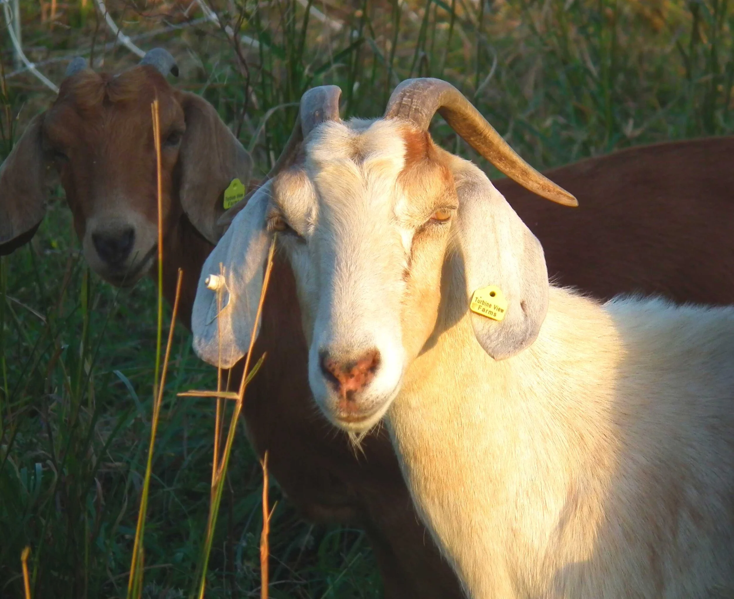 Goat Hooves