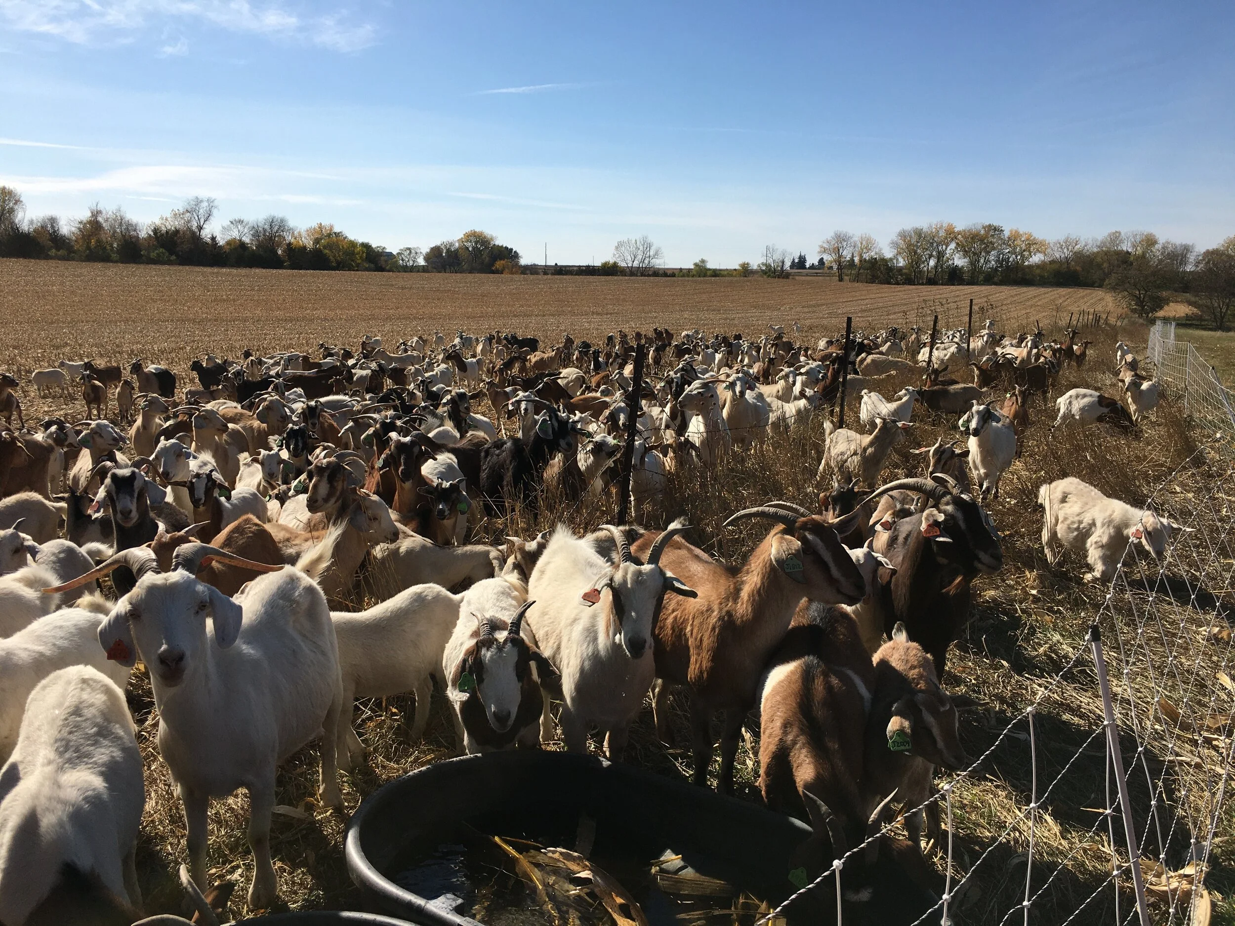 Fodder Crops For Goats