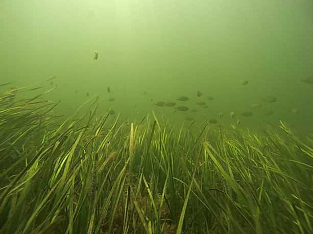 Zostera Restoration in NZ — Seagrass Restoration network
