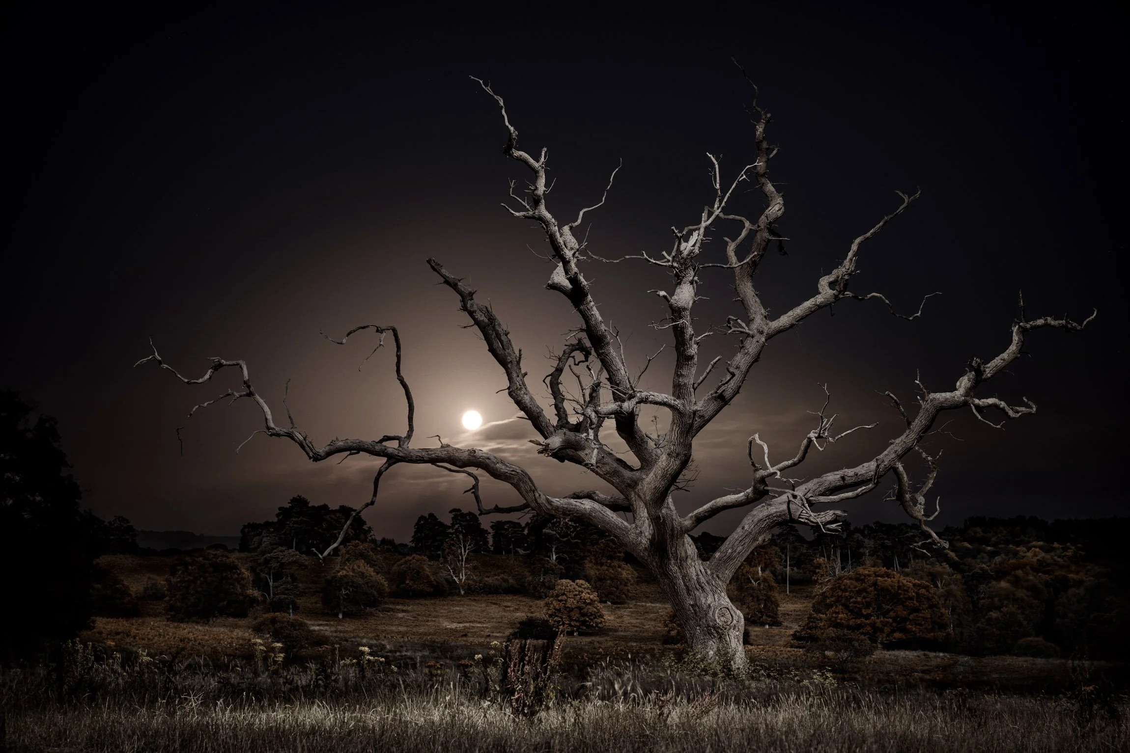 Twilight's path – an ode to evening and the secrets that the dark keeps ...
