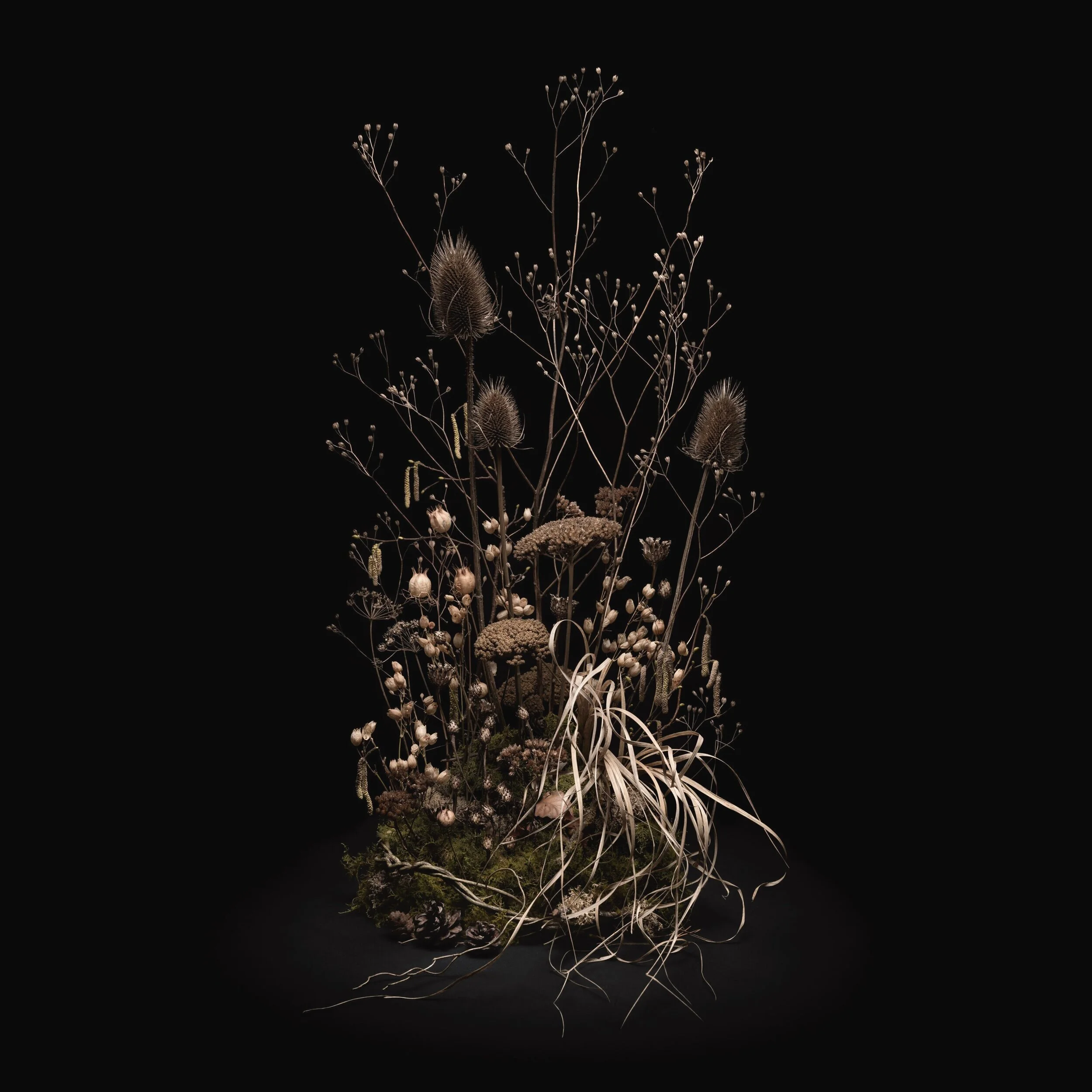 Botanical photography — Jasper Goodall