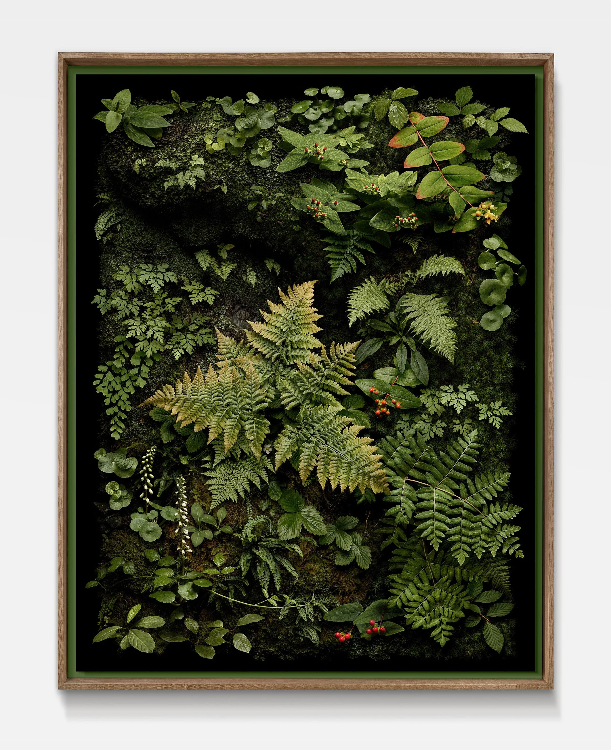 Lush botanical photography — Jasper Goodall