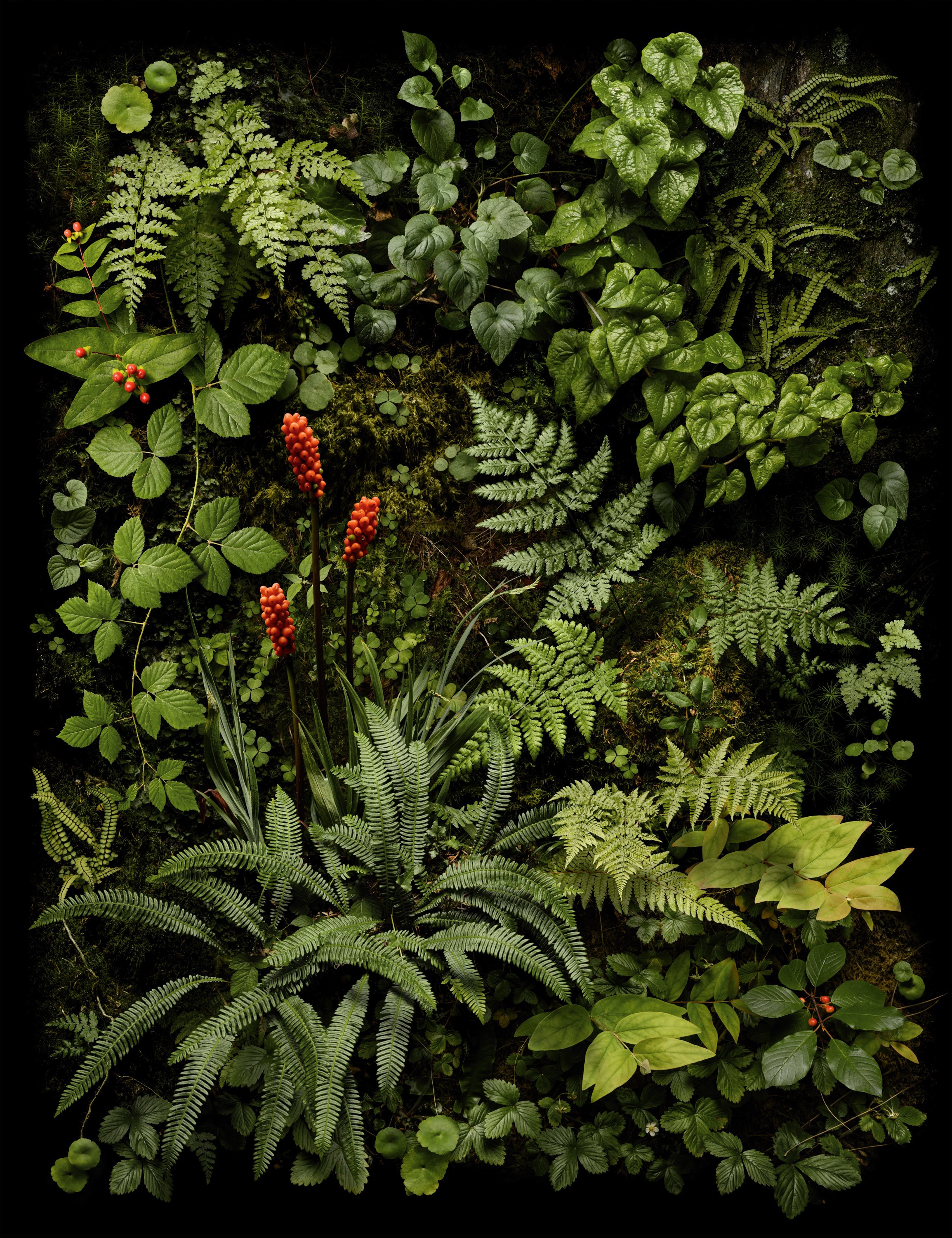 Botanical photography — Jasper Goodall