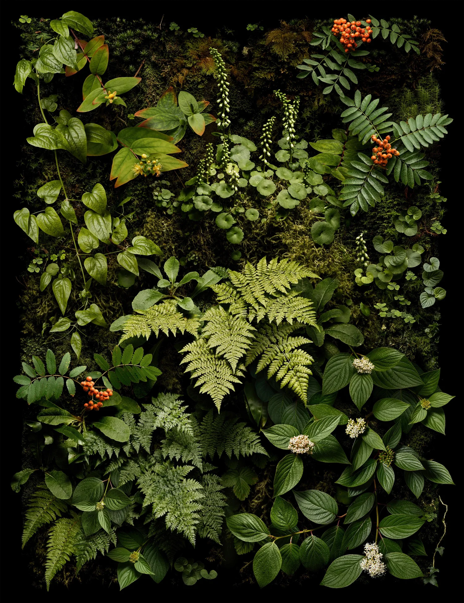 Botanical photography — Jasper Goodall