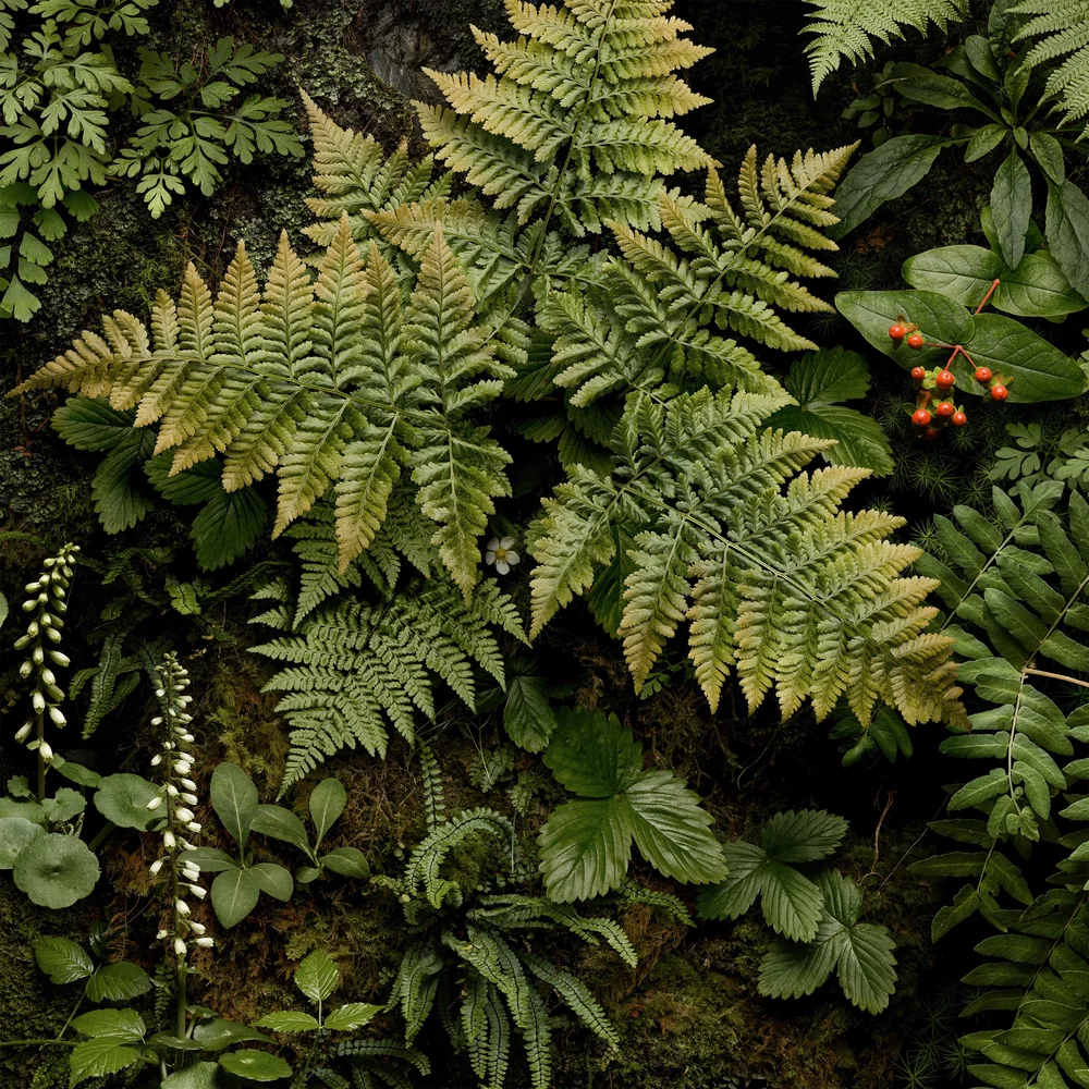 Botanical photography — Jasper Goodall