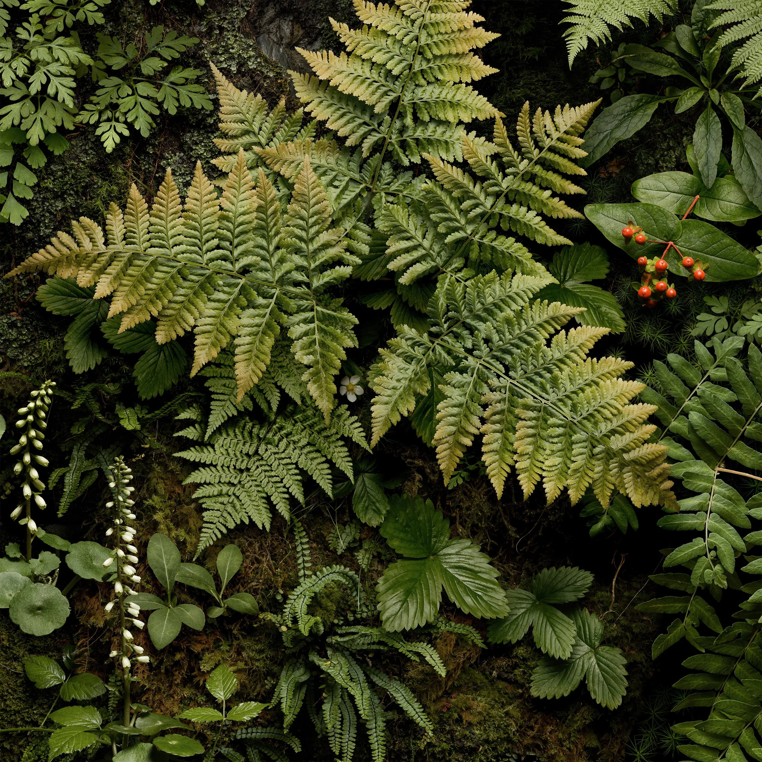 Verdant — Jasper Goodall