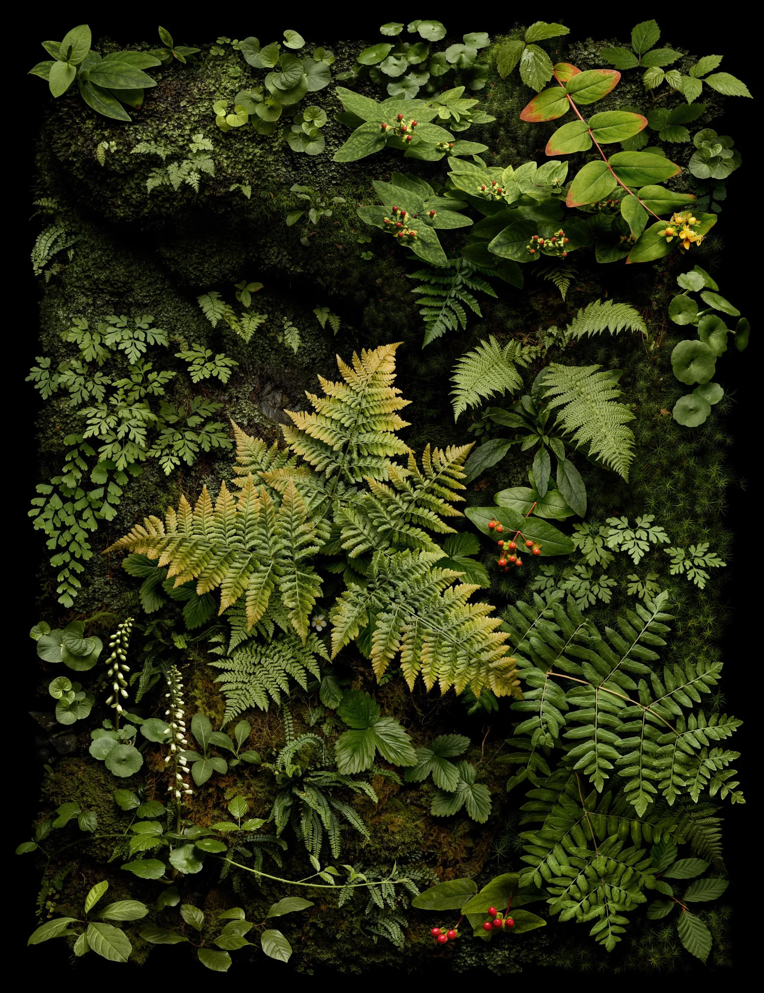 Botanical photography — Jasper Goodall