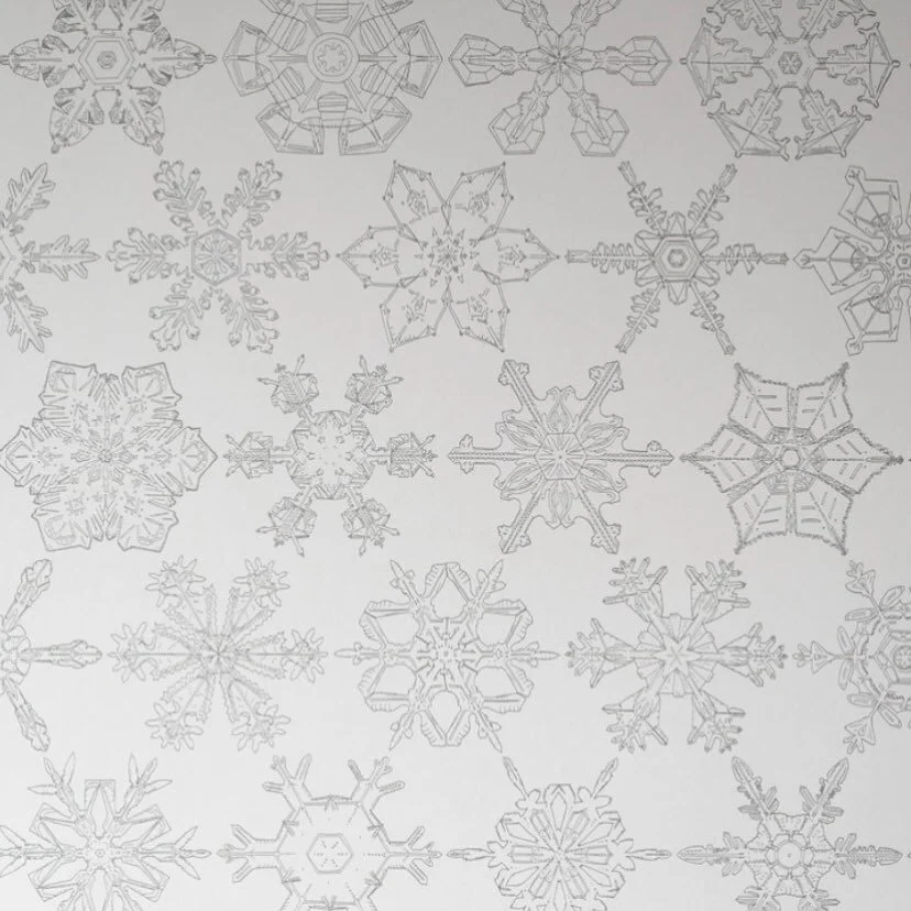 Abigail Edwards | Hand drawn wallpapers, fabrics and accessories