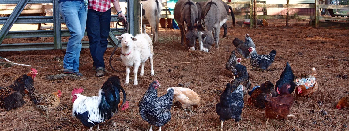 What's the difference between a rooster and a lawyer? — Christopher ...