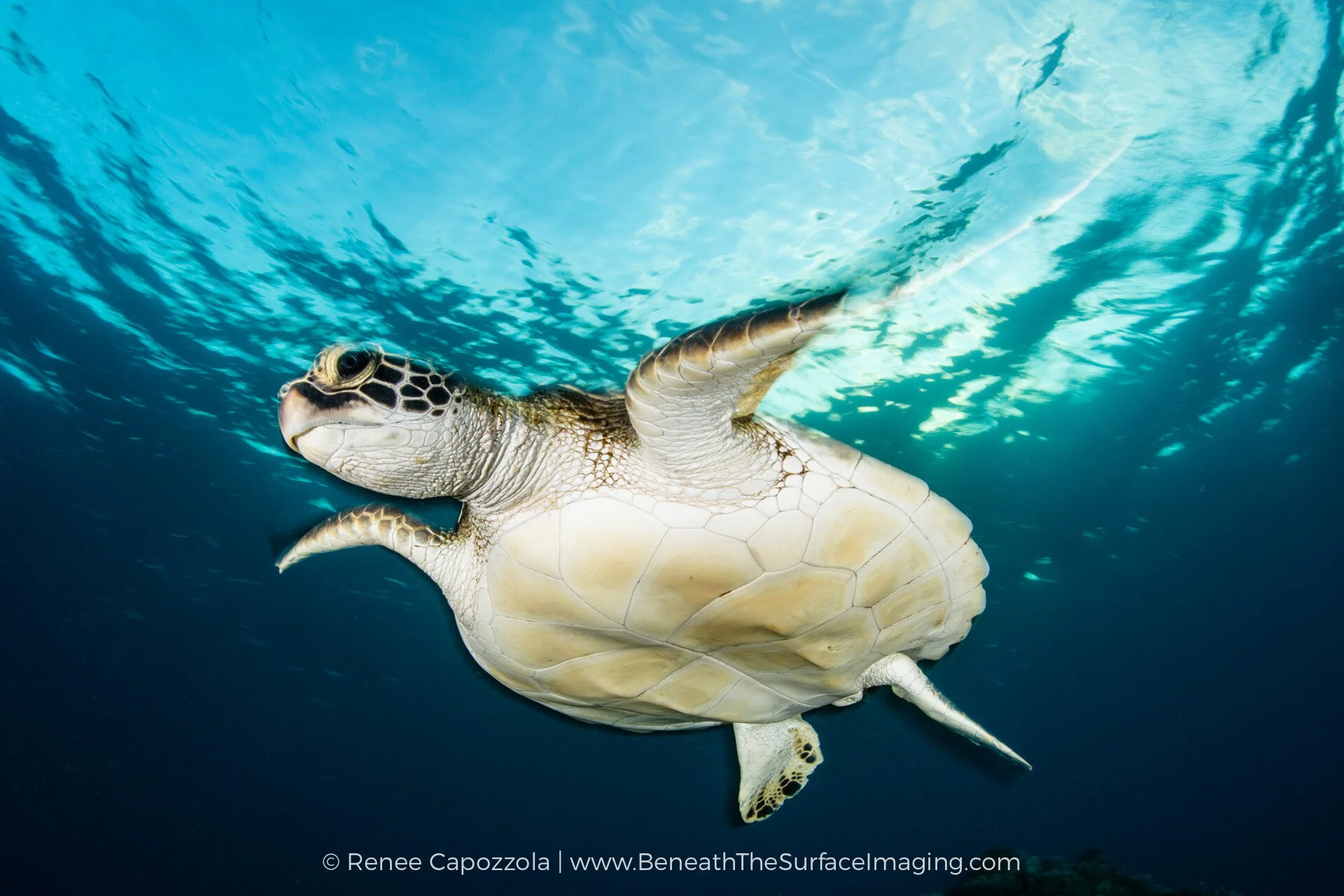 Turtle Motion Blur | The Shot Chat — Henley Spiers Photography