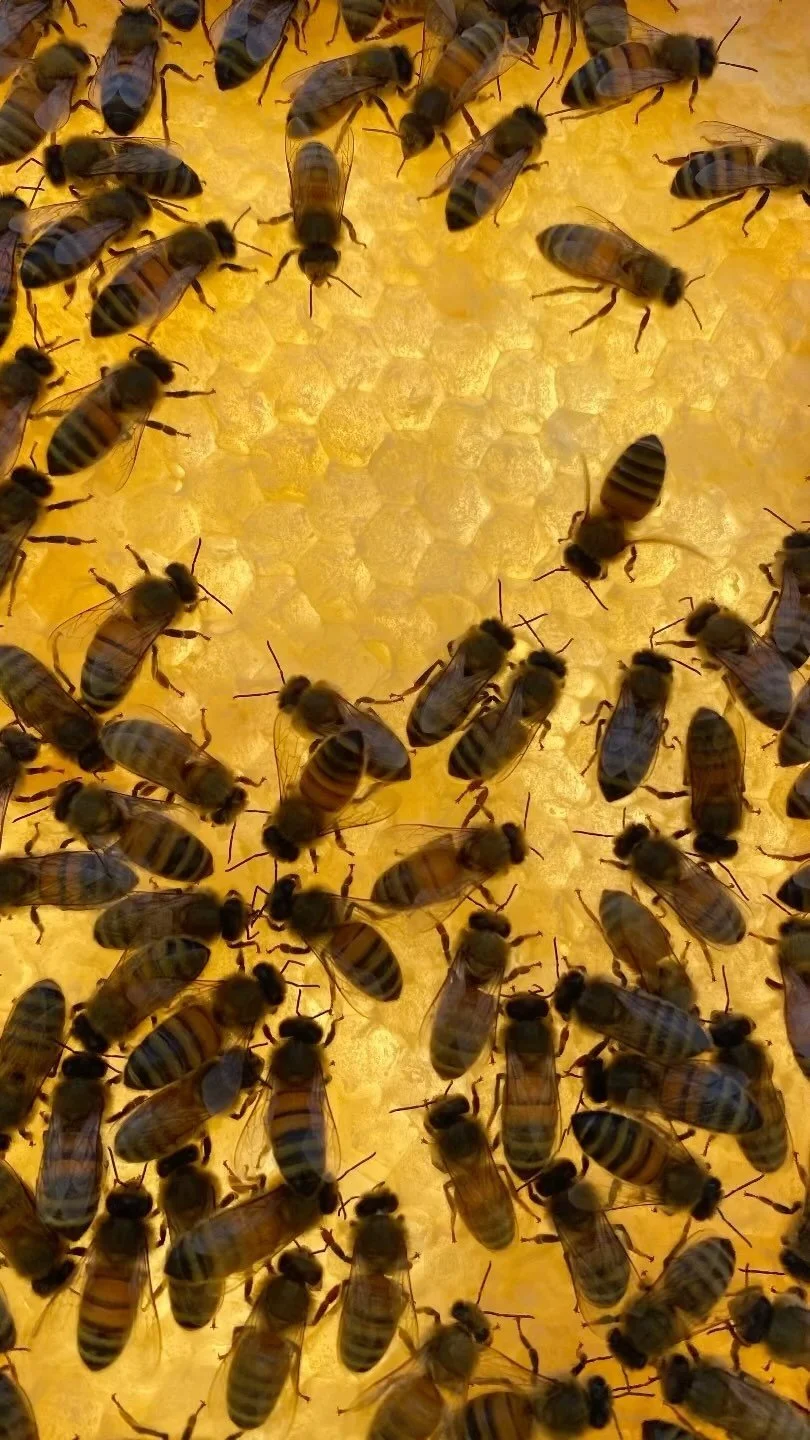 Santa Cruz Bee Company