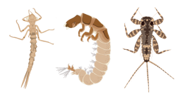 Benthic Activities — UP NORTH ON CLIMATE