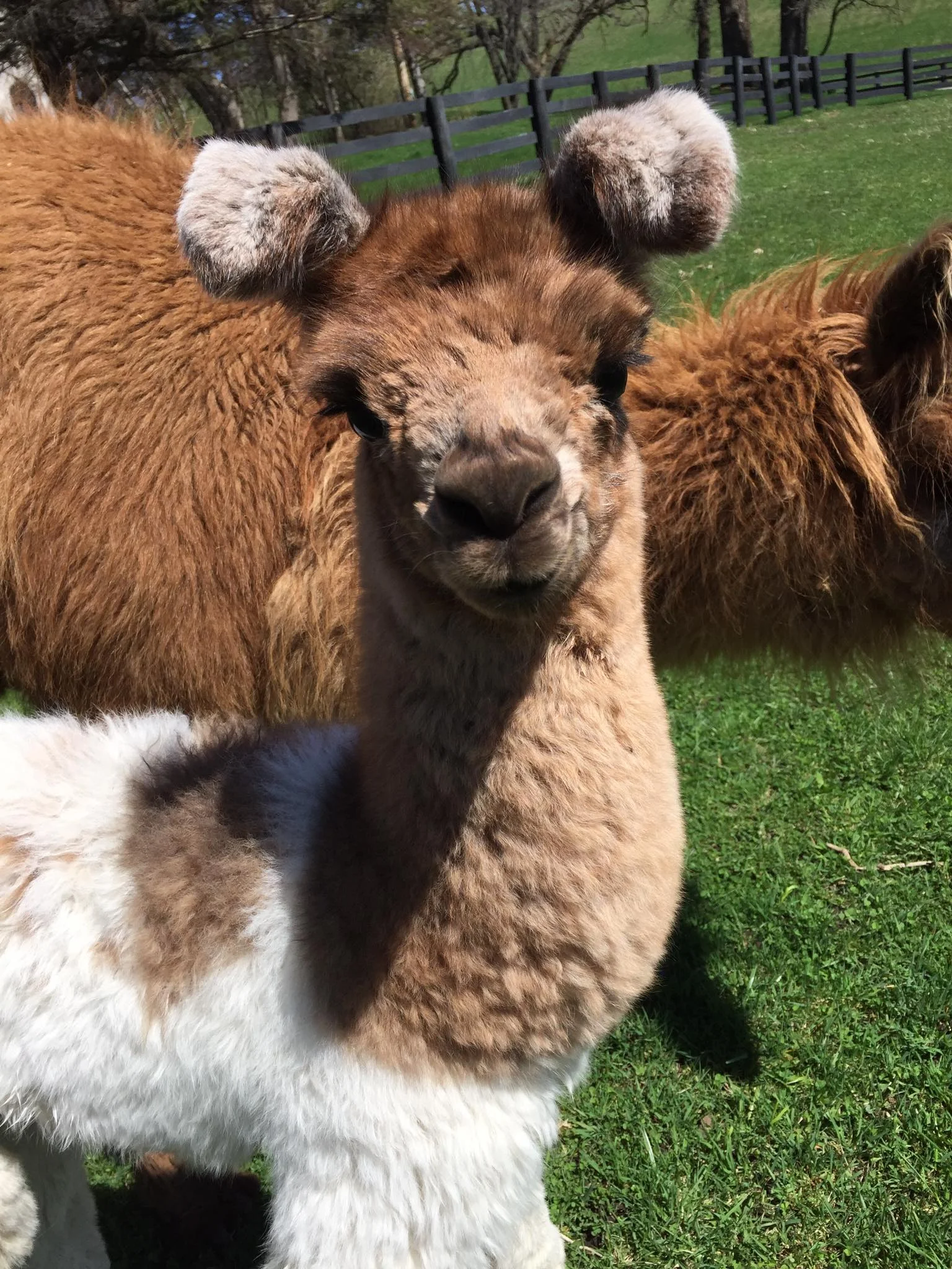 Fluffy Baby Llamas