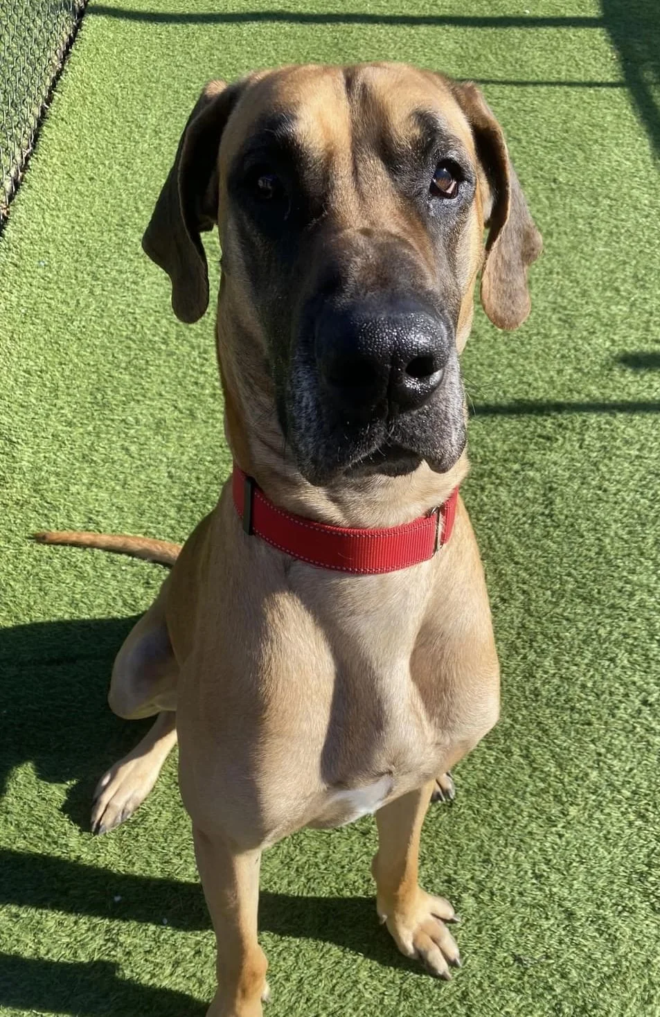 Giant Paw Prints Rescue