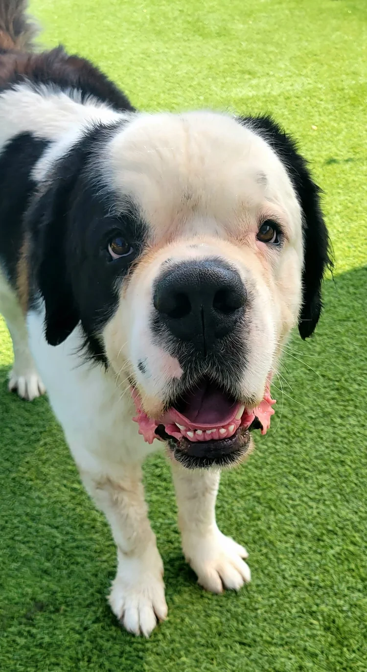 Giant Paw Prints Rescue