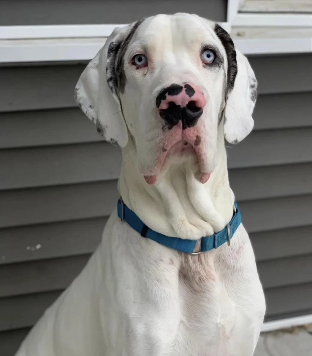 Giant Paw Prints Rescue