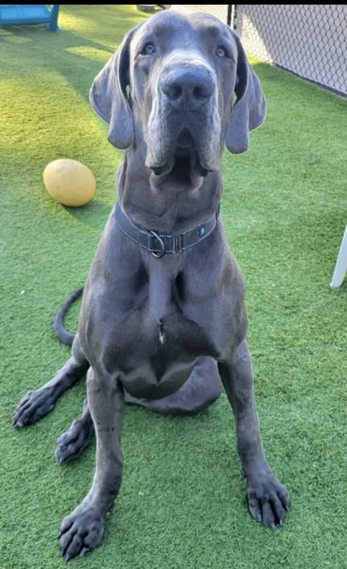 Giant Paw Prints Rescue