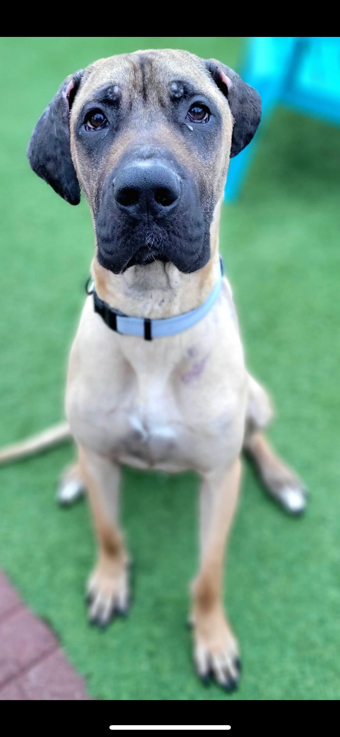 Giant Paw Prints Rescue