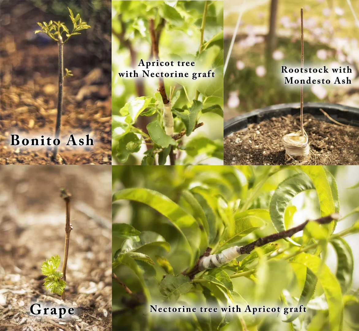 Dana Arts Blog — Propagating and Grafting